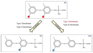 Reverse T3 Inhibits T4 to T3 Conversion – An Enigma – IBS, Fibromyalgia ...