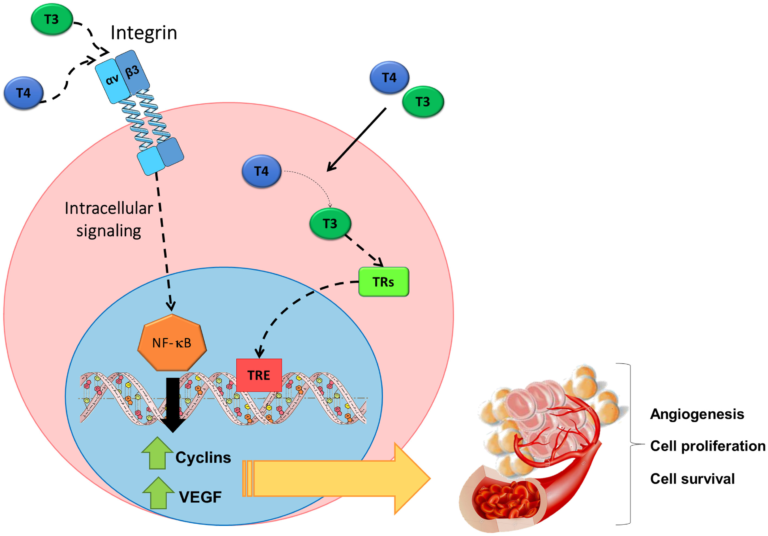 The Integrin αvβ3 Receptor and Thyroxine – IBS, Fibromyalgia, CFS/ME ...
